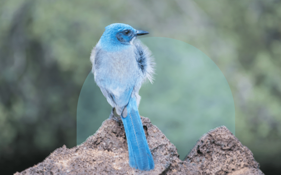 Pattern Energy Makes Significant Contribution to Protect New Mexico’s ...